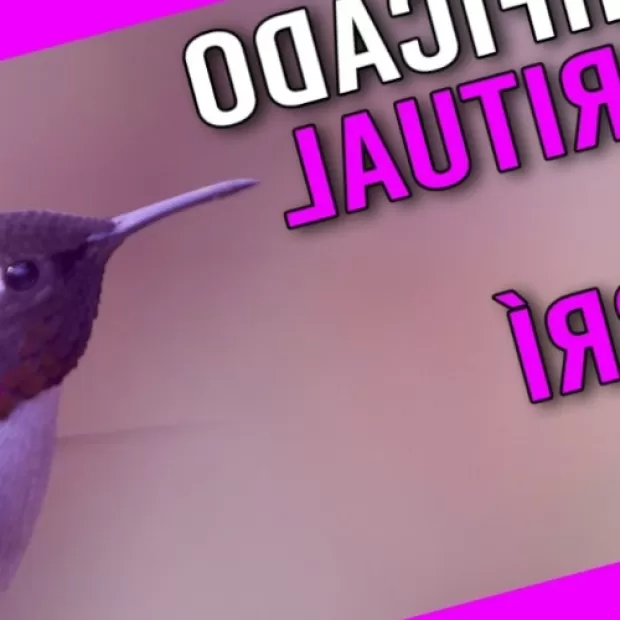 Descubre el significado espiritual detrás del colibrí como tótem animal ...