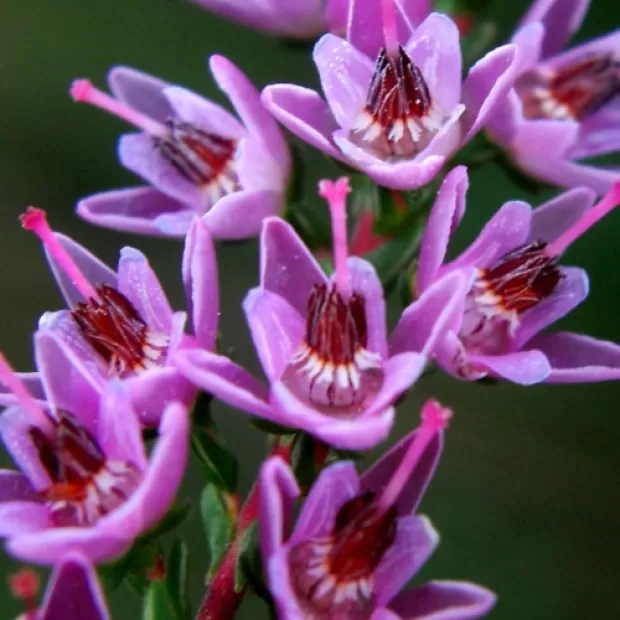 Cómo la flor de Bach Heather puede ayudarte a superar la soledad ...
