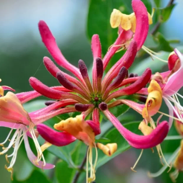 Descubre los beneficios de la Flor de Bach Honeysuckle en tu vida ...