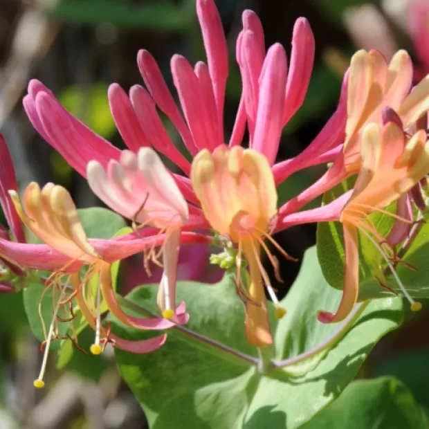 Descubre los beneficios de la Flor de Bach Honeysuckle en tu vida ...