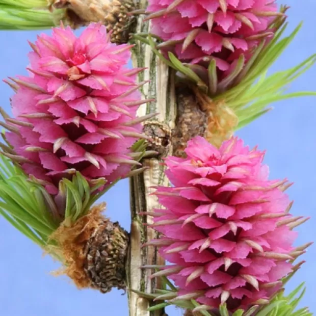 Descubre los beneficios de la flor de Bach Larch en tu vida. - Anna Casas