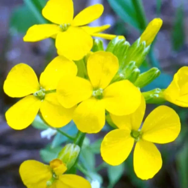 Descubre los beneficios de la flor de Bach Mustard en tu vida. - Anna Casas