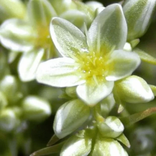 Descubre los beneficios de la Flor de Bach Scleranthus en tu vida ...
