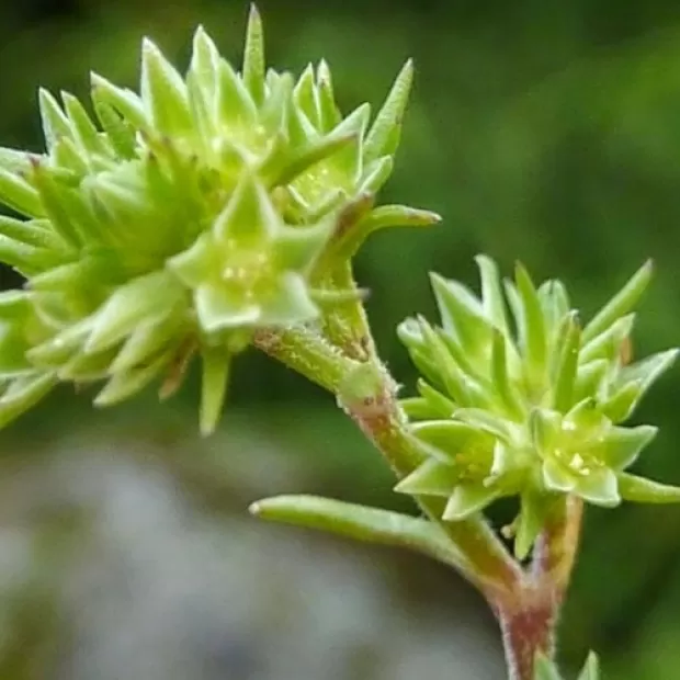 Descubre los beneficios de la Flor de Bach Scleranthus en tu vida ...