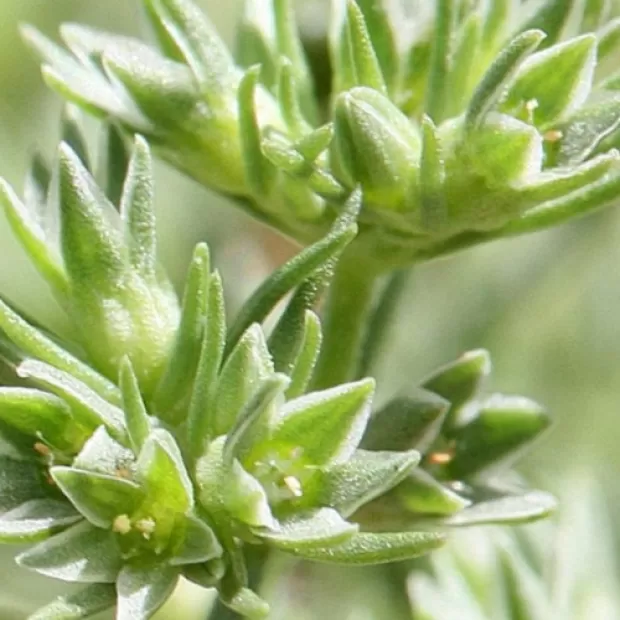 Descubre los beneficios de la Flor de Bach Scleranthus en tu vida ...