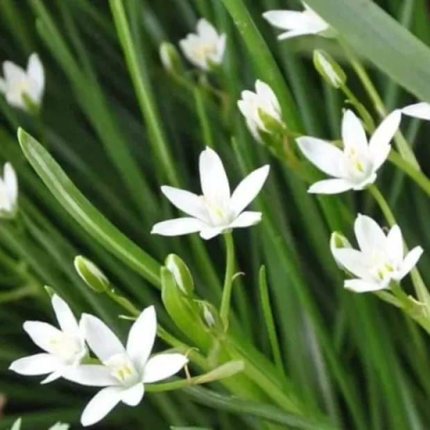 Descubre los beneficios de la Flor de Bach Star of Bethlehem. - Anna Casas
