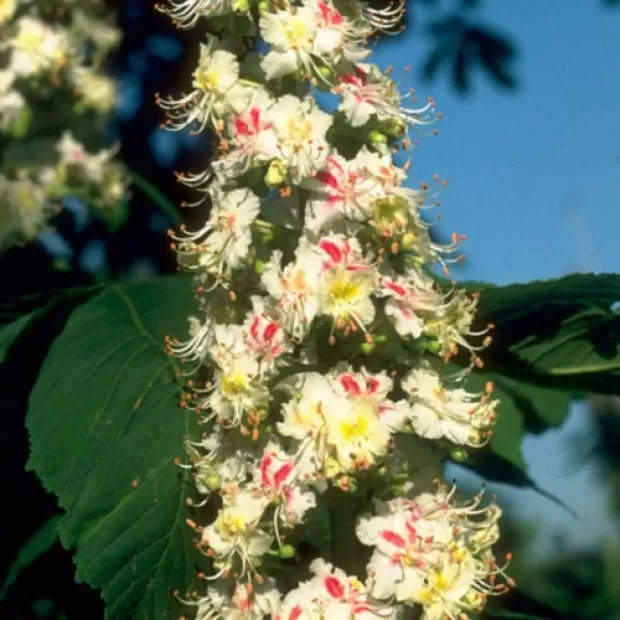 Descubre los beneficios de la Flor de Bach White Chestnut. - Anna Casas
