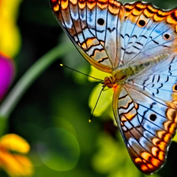 Mariposas: El Mensaje Espiritual y Esotérico detrás de tus Sueños ...