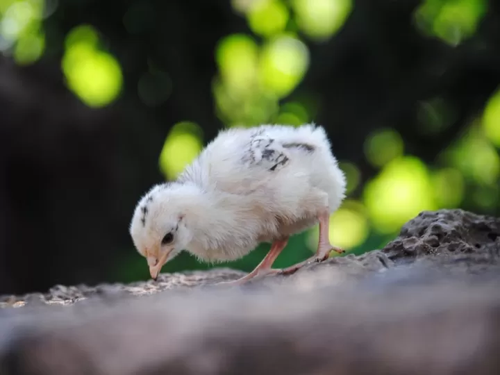 ¿Qué nos dicen nuestros sueños sobre los pollos y la carne? - Anna Casas