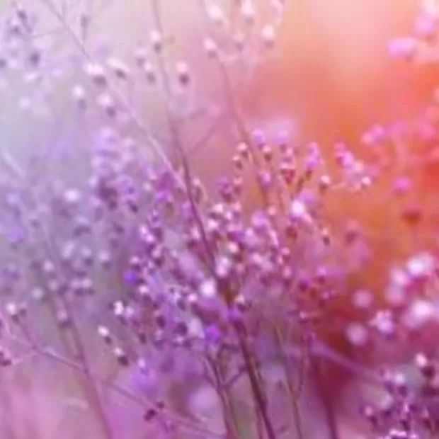 Descubre el Significado de Soñar con el Color Rosado. - Anna Casas